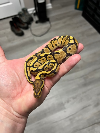 Blackhead Fire Het Clown Ball Python by KnL Constrictors