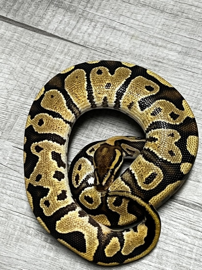 Blackhead Fire Het Clown Ball Python by KnL Constrictors