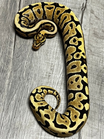Spotnose Fire Pos Blackhead Het Clown Ball Python by KnL Constrictors
