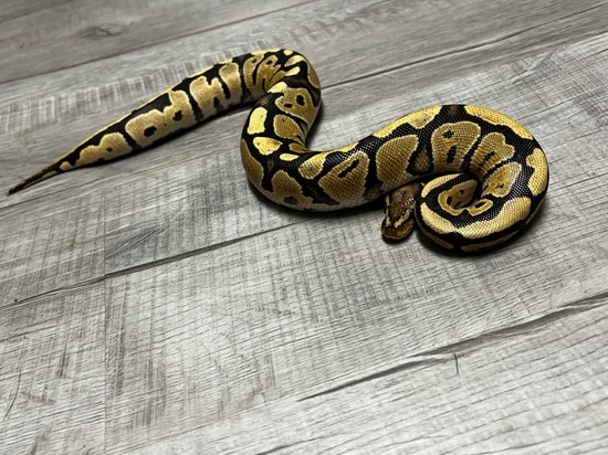 Blackhead Fire Het Clown Ball Python by KnL Constrictors