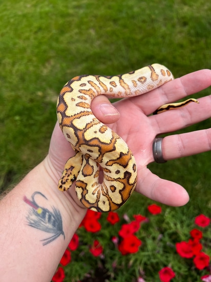 Spotnose (Baker) Special Epic Fire Clown Ball Python by KnL Constrictors