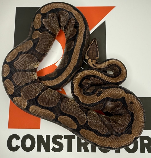 Red Stripe Ball Python by KnL Constrictors