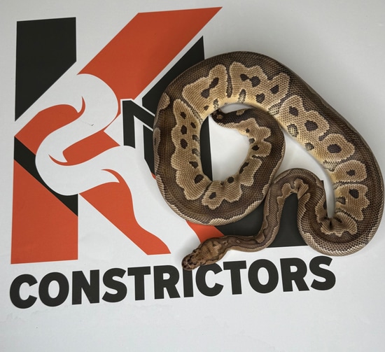 Vanilla Clown Het Desert Ghost Ball Python by KnL Constrictors