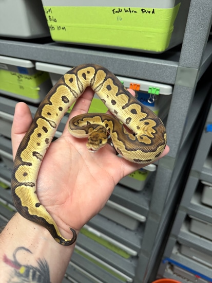 Bongo Clown Het Desert Ghost Ball Python by KnL Constrictors