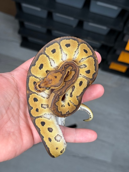 Red Stripe Clown Het Ultramel Ball Python by KnL Constrictors