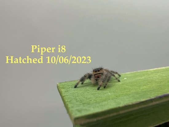 Piper - I8 Phidippus Regius Jumping Spider by Cozy Cobwebs