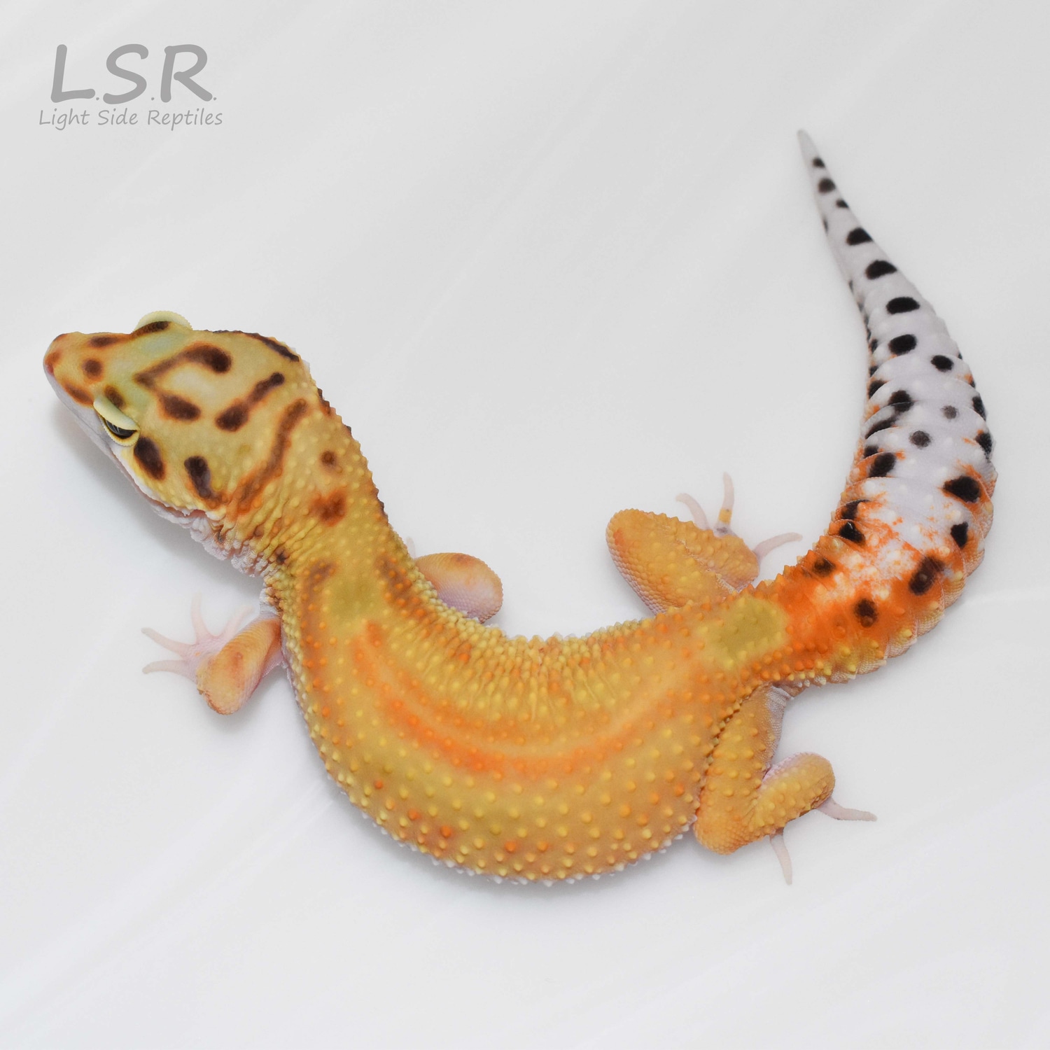 Clown G Leopard Gecko by Light Side Reptiles - MorphMarket