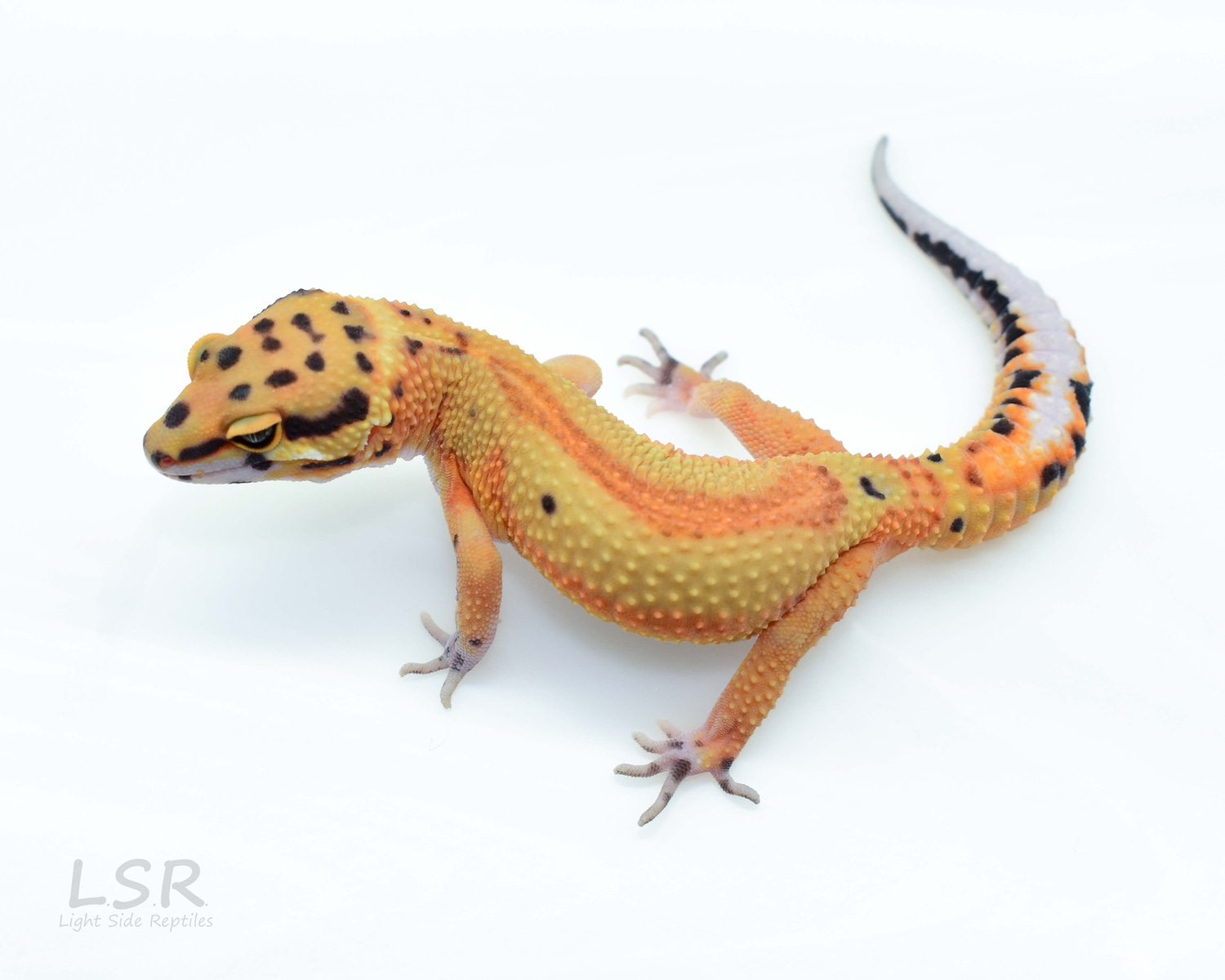 Clown Leopard Gecko by Light Side Reptiles - MorphMarket