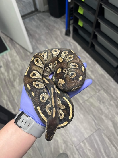 Blackhead Mojave Ball Python by Scaled Chaos