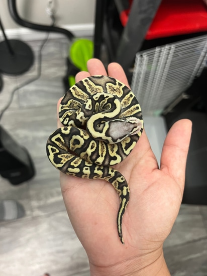 GHI Firefly 100% Het DG Ball Python by Scaled Chaos