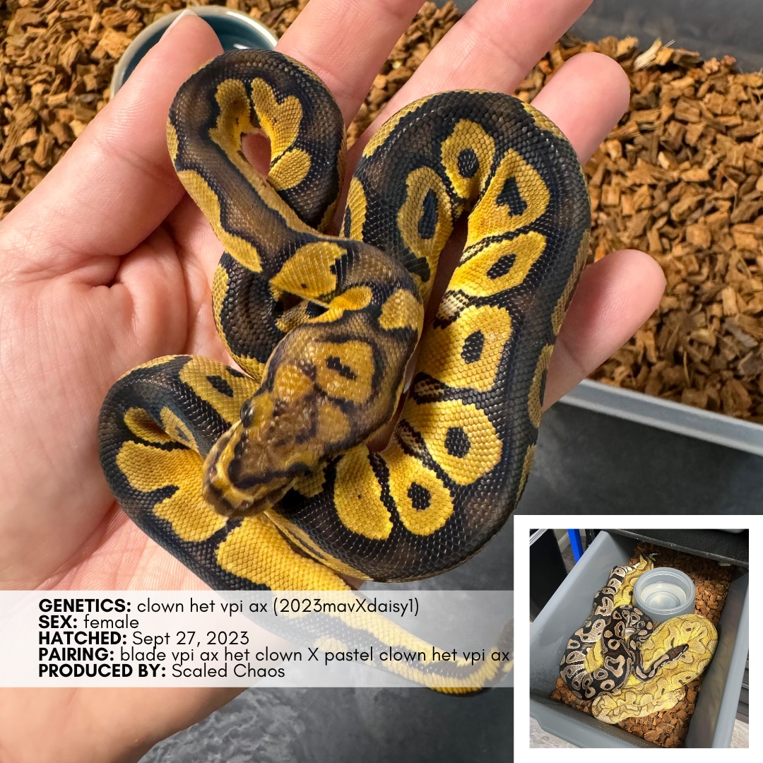 Clown Het VPI Ball Python by Scaled Chaos - MorphMarket