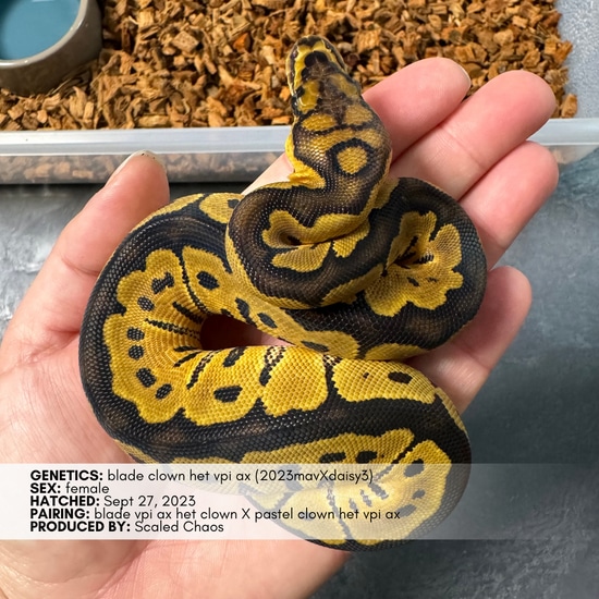 Blade Clown 100% Het VPI Ball Python by Scaled Chaos