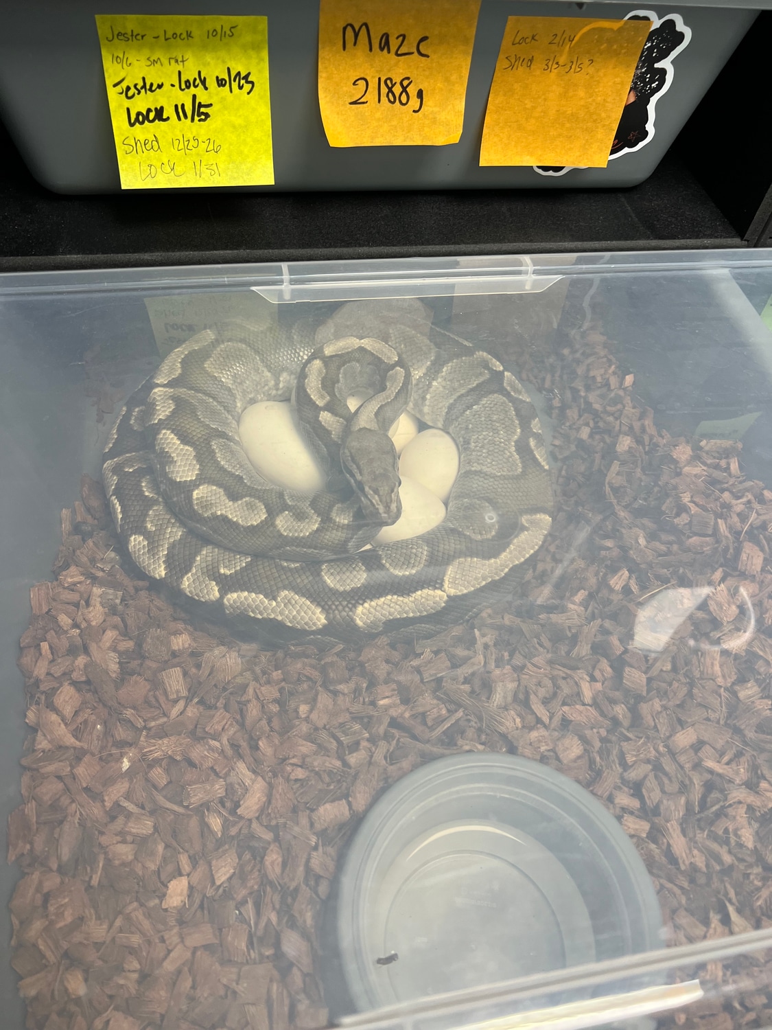 GHI Fire Ball Python by Scaled Chaos - MorphMarket