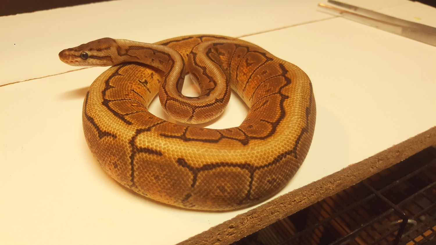 Cinnamon Spotnose Pinstripe Poss Enchi Ball Python by Cpl. Soto ...