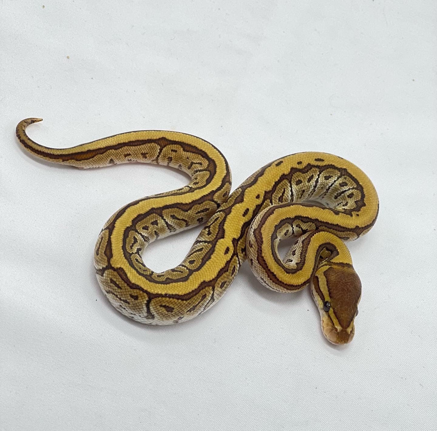 1.0 Jigsaw 100% Het Ultramel 50% Het Hypo Ball Python by Morphinary ...