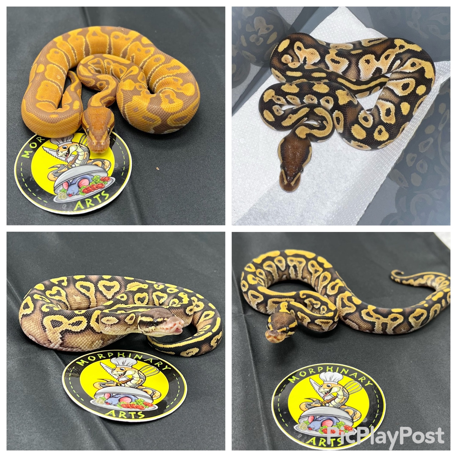 1.3 Ultramel Group Ball Python by Morphinary Arts - MorphMarket