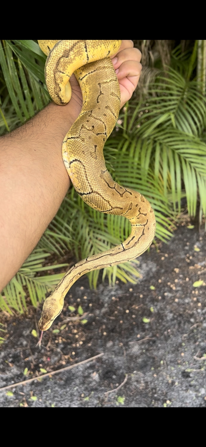 RTB Lemon Blast Yellow Belly Ball Python by Morphinary Arts - MorphMarket