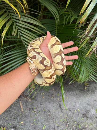 Proven Orange Dream Fire Fly Ball Python by Morphinary Arts