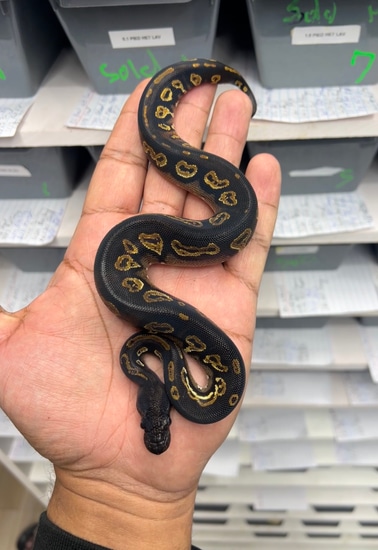 Super Black Head Ball Python by Morphinary Arts