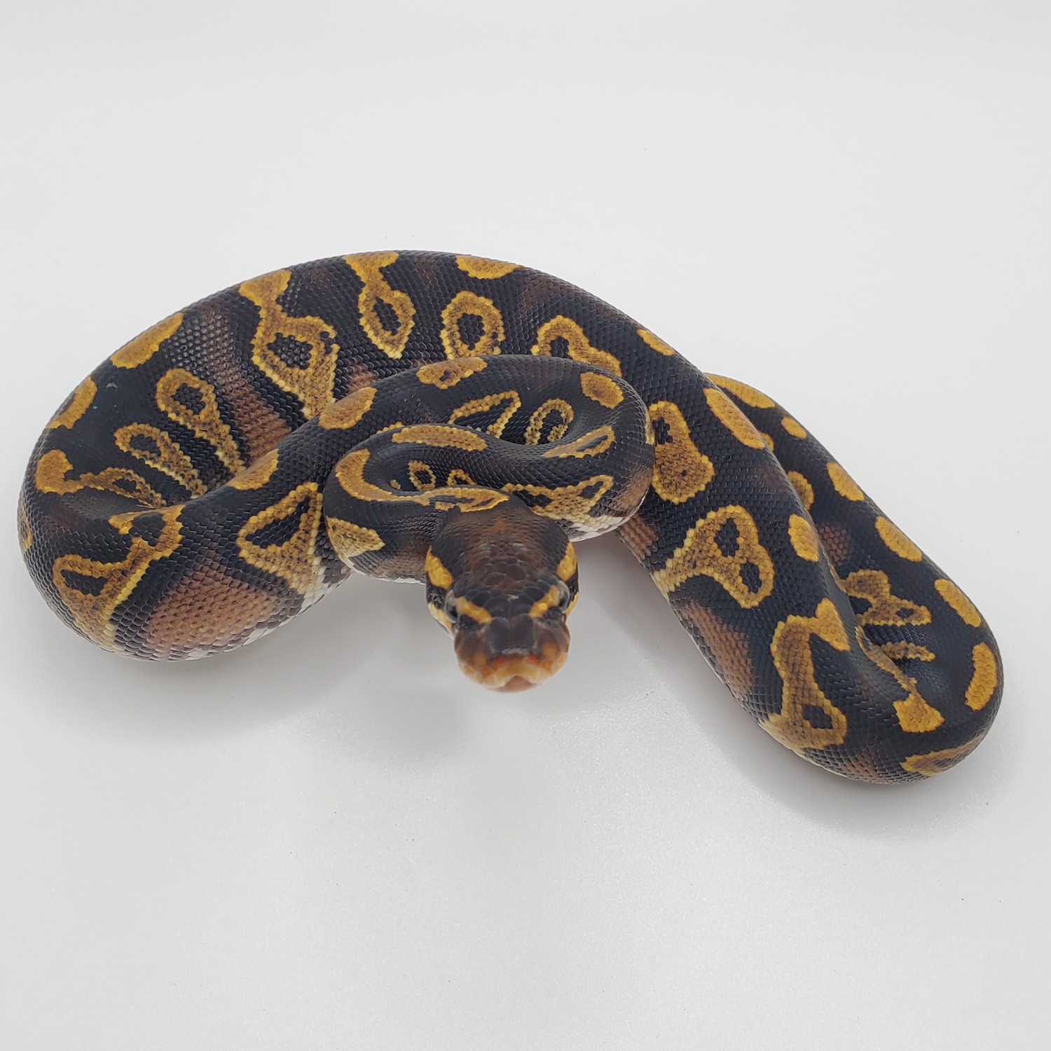 Blackhead Yellow Belly Het Clown Ball Python by Jason Wright Reptiles ...