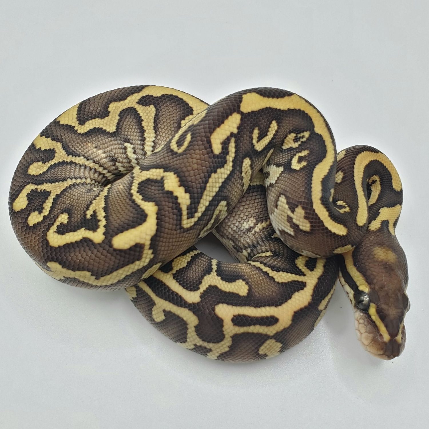 Blackhead Leopard Lesser Yellow Belly Het Clown Ball Python by Jason ...