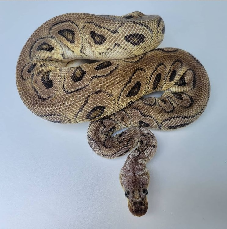 Spotnose Pewter Clown Ball Python by Jason Wright Reptiles - MorphMarket