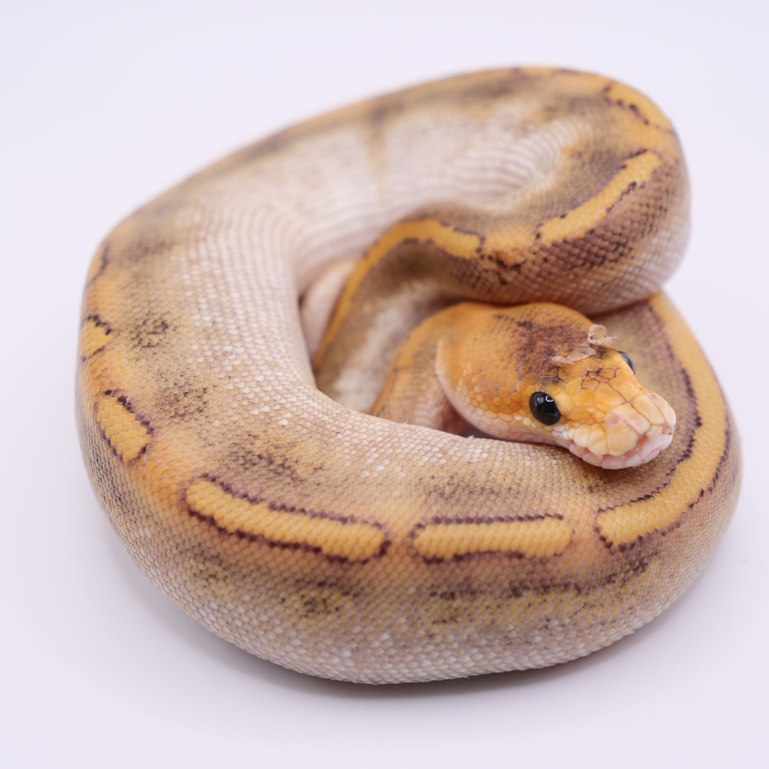 Champagne DH Hypo Clown Ball Python by Jason Wright Reptiles - MorphMarket