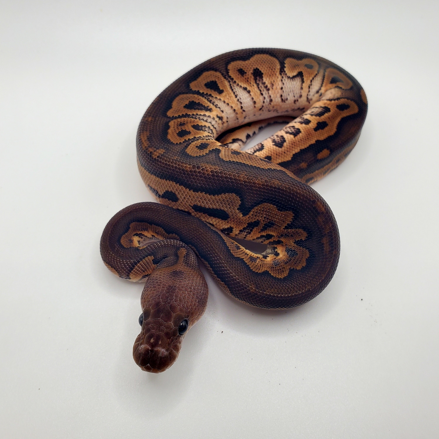 Mojave Cinnamon Clown Ball Python by Jason Wright Reptiles - MorphMarket
