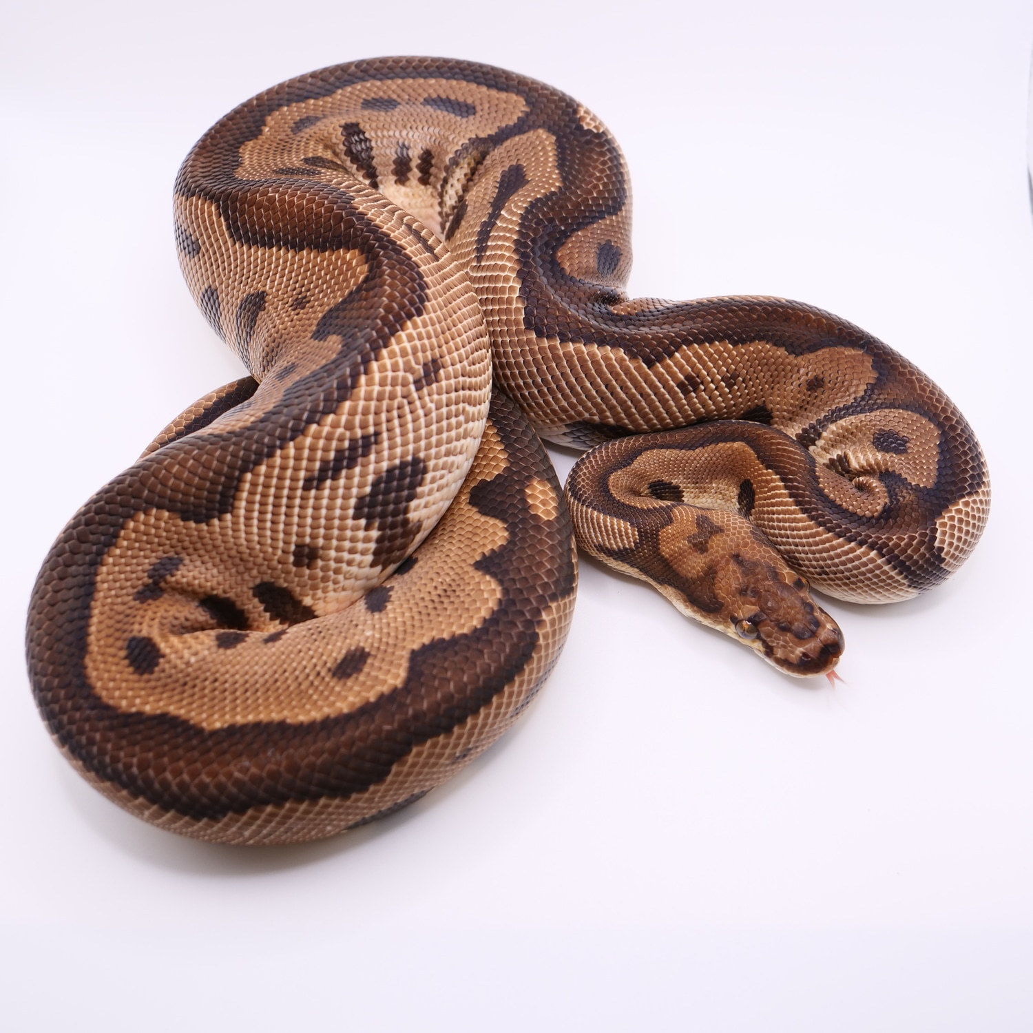Leopard Clown Het Lavender Albino Proven Ball Python by Jason Wright ...