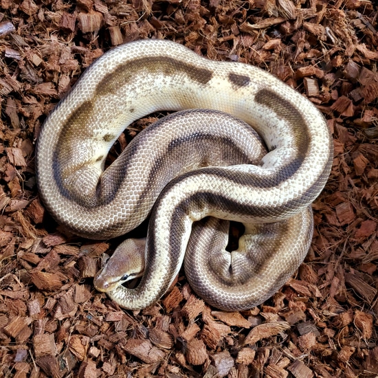 Orange Dream Fire Genetic Stripe (PB) Ball Python by Jason Wright Reptiles