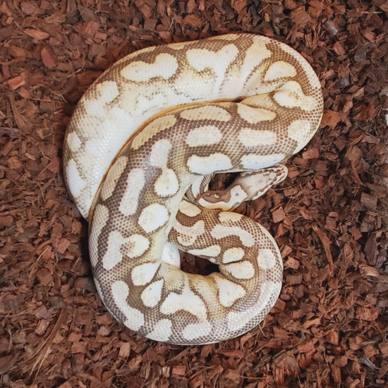 Pastel Calico Spotnose Butter Yellowbelly Proven Ball Python by Jason ...