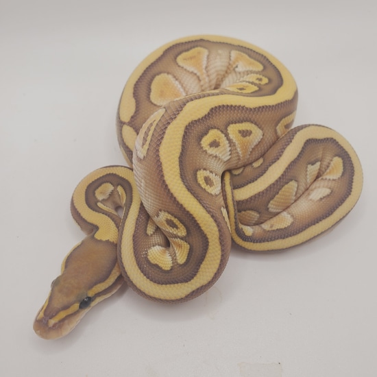 Butter Hypo Het Gstripe 50% Het Clown Ball Python by Jason Wright Reptiles