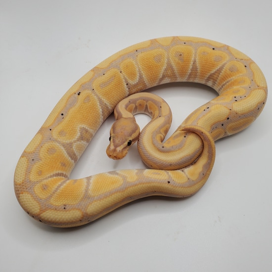 Banana Het Clown Ball Python by Jason Wright Reptiles