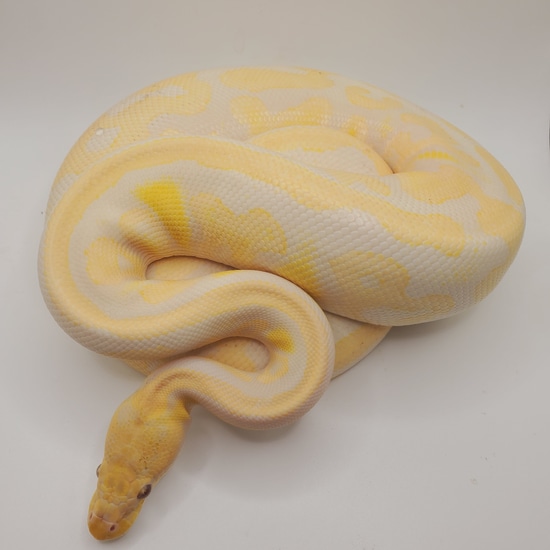 Lavender Albino DH Gstripe Clown Ball Python by Jason Wright Reptiles