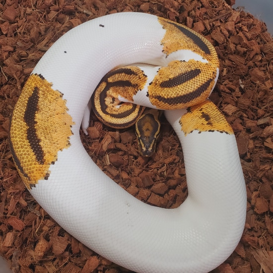 OD YB Pied Het Clown Ball Python by Jason Wright Reptiles