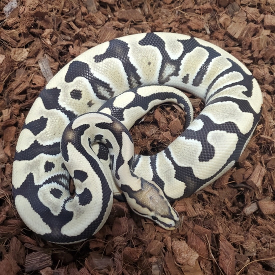 Desert Ghost Crypton Double Het Gstripe Hypo Ball Python by Jason ...