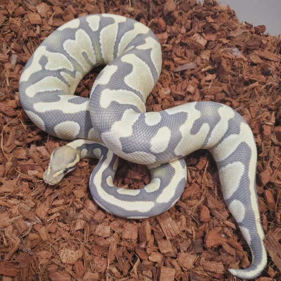 Enchi Chocolate Hypo Desert Ghost Ball Python by Jason Wright Reptiles