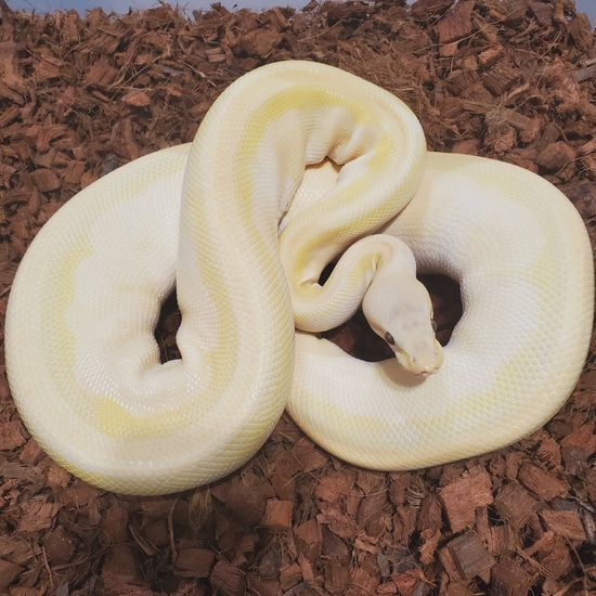 Lavender Albino Genetic Stripe Ball Python by Jason Wright Reptiles