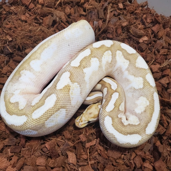 Lesser Spotnose Calico Fire YB Het Genetic Stripe (OD) Ball Python by ...
