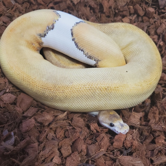 Black Pastel Champagne DHet Clown Hypo (Scar) Ball Python by Jason ...