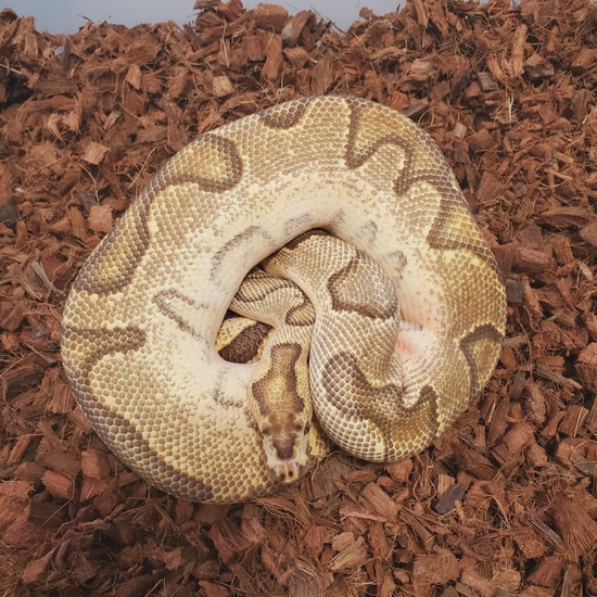 Enchi Fire Calico Clown Ball Python by Jason Wright Reptiles