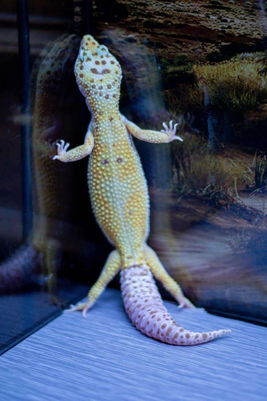Snow Enigma Tremper Albino 66% Eclipse Leopard Gecko by Creeping Geckos ...