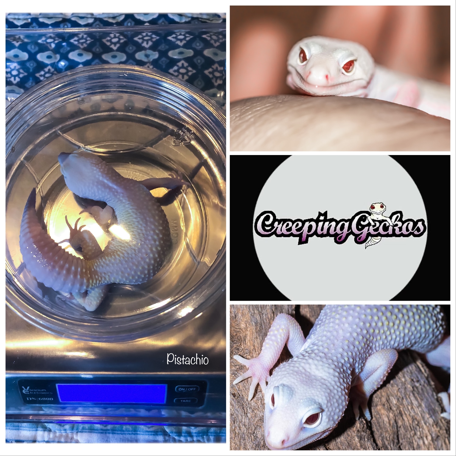 White Knight Leopard Gecko by Creeping Geckos - MorphMarket