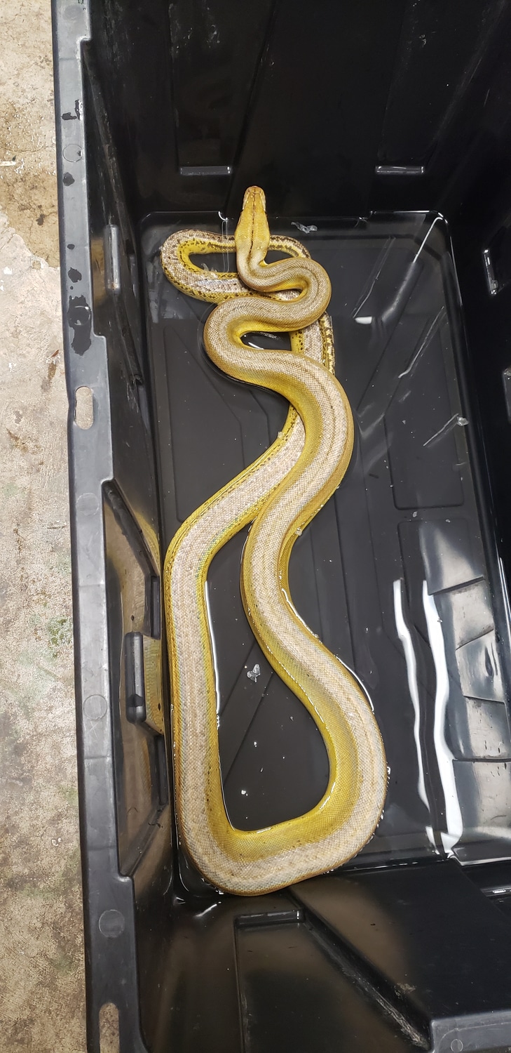 Platinum Motley Marble Tiger Het Purple Poss Het Genetic Stripe ...