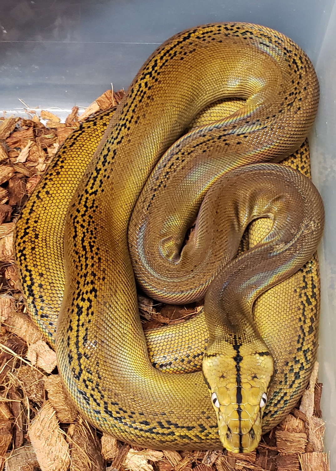 Goldenchild Reticulated Python by Crafty Exotics - MorphMarket