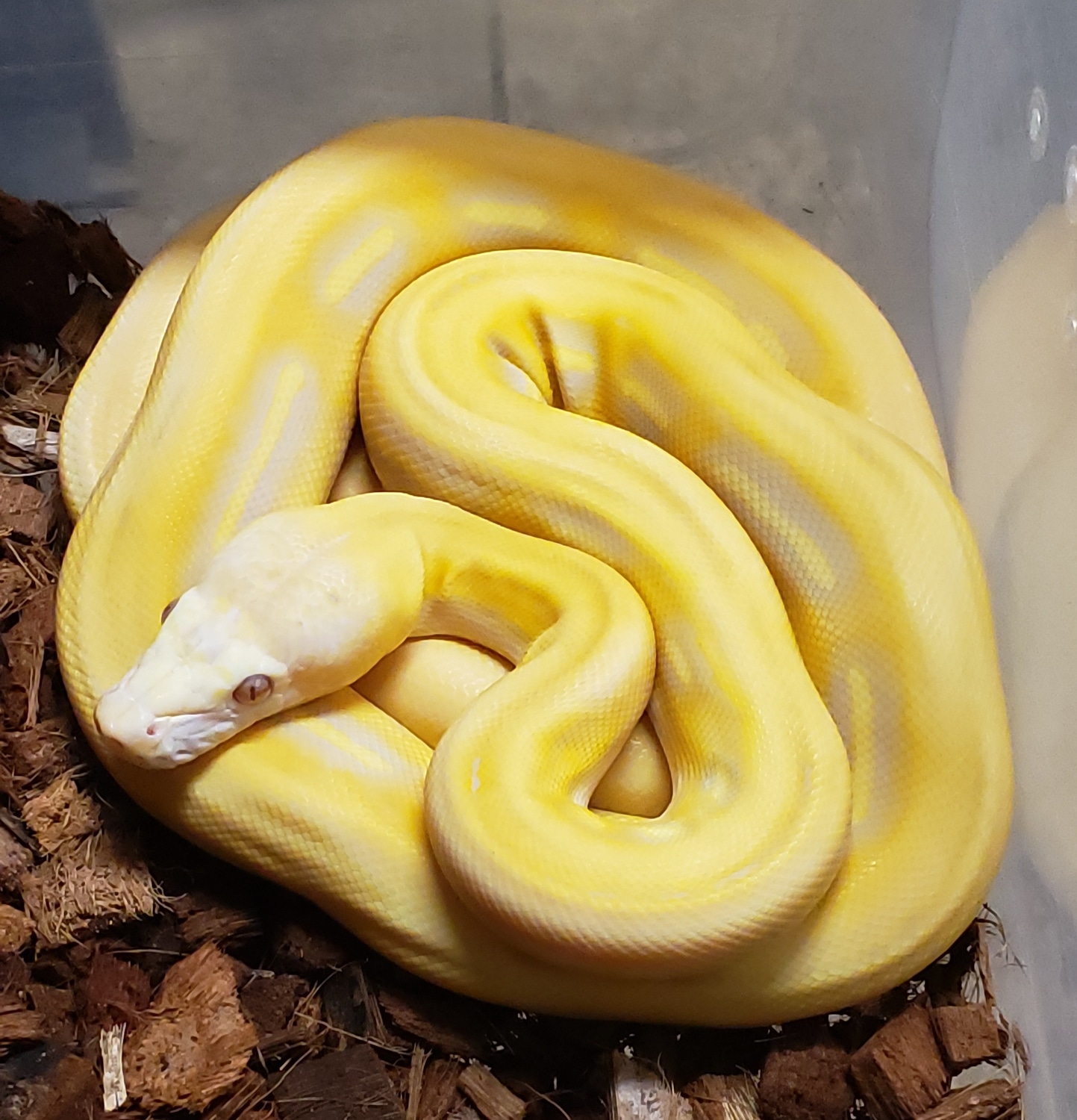 Lavender Super Tiger Reticulated Python by Crafty Exotics - MorphMarket