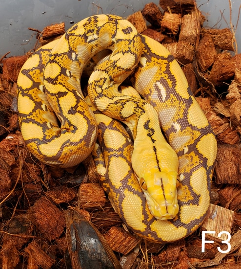 Mochino 66% Het Genetic Stripe Reticulated Python by Crafty Exotics