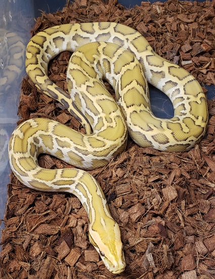 Gulf Coast Caramel Burmese Python by Crafty Exotics