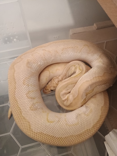 Banana Lesser Clown Ball Python by C&S Exotics