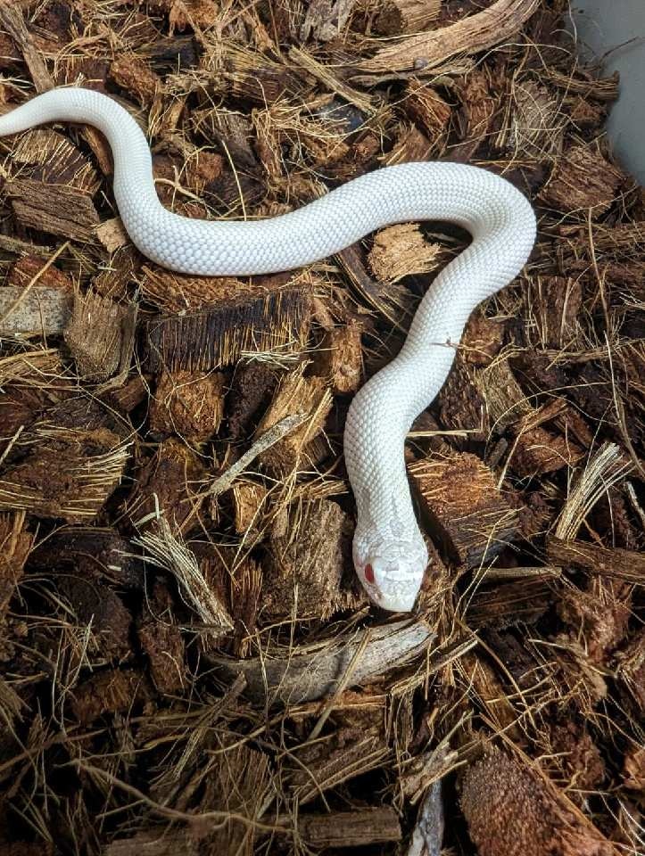 Super Yeti Western Hognose by Craig Kade - MorphMarket
